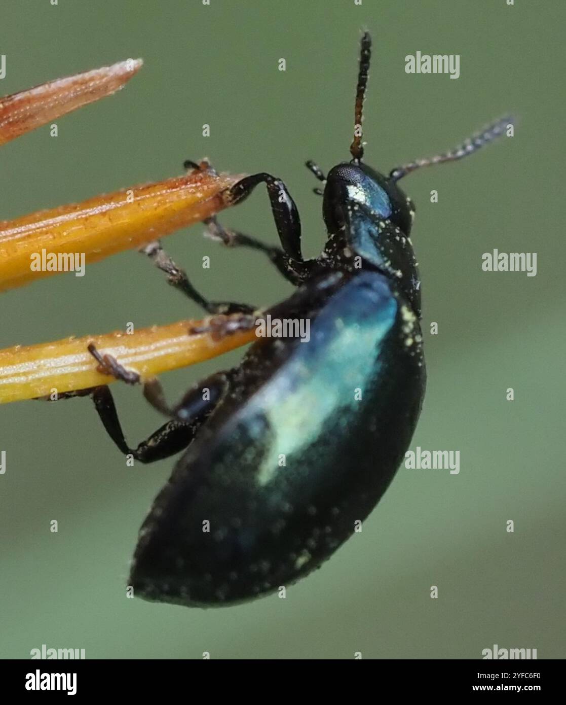 Willow Leaf Beetle (Plagiodera versicolora Stock Photo - Alamy