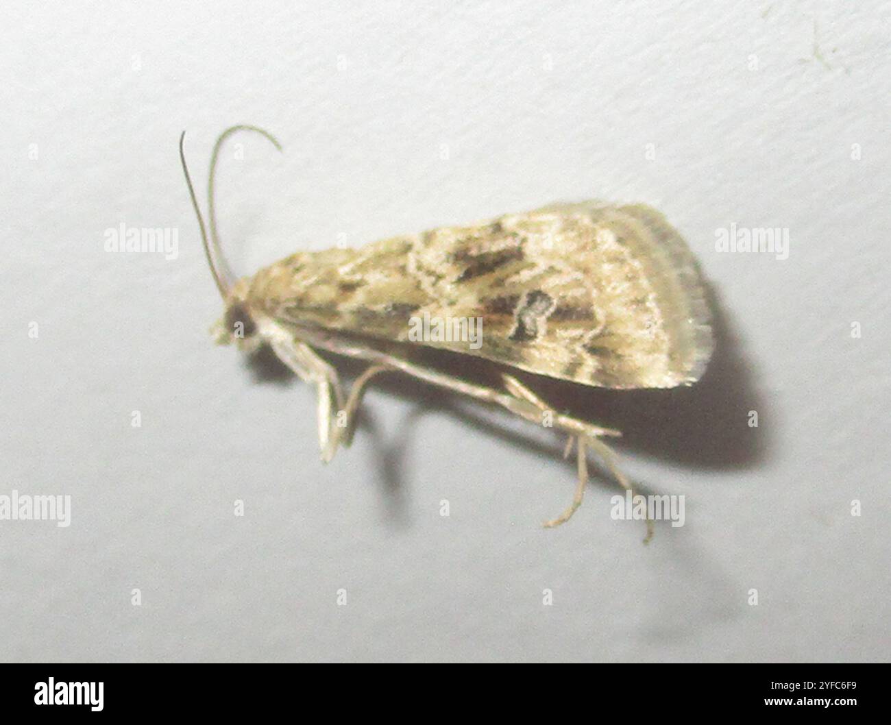 Hellula undalis hi-res stock photography and images - Alamy