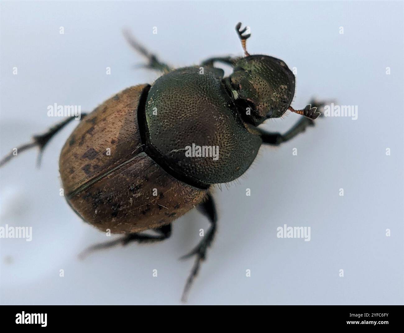 metallic horned dung beetle (Onthophagus coenobita Stock Photo - Alamy