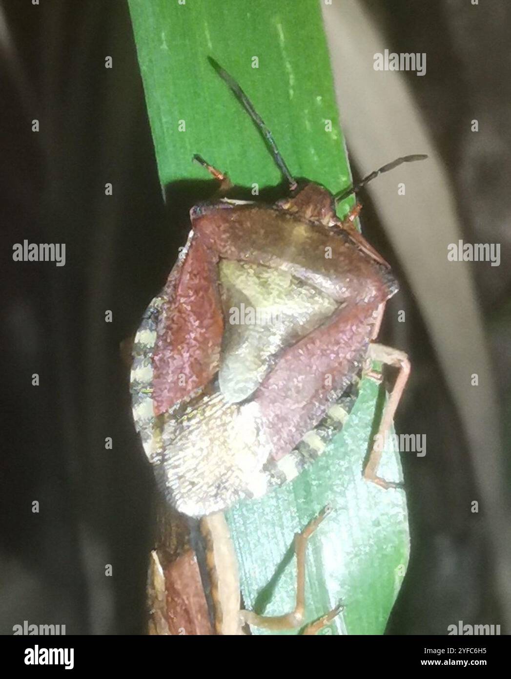 Black-shouldered Shieldbug (Carpocoris purpureipennis Stock Photo - Alamy