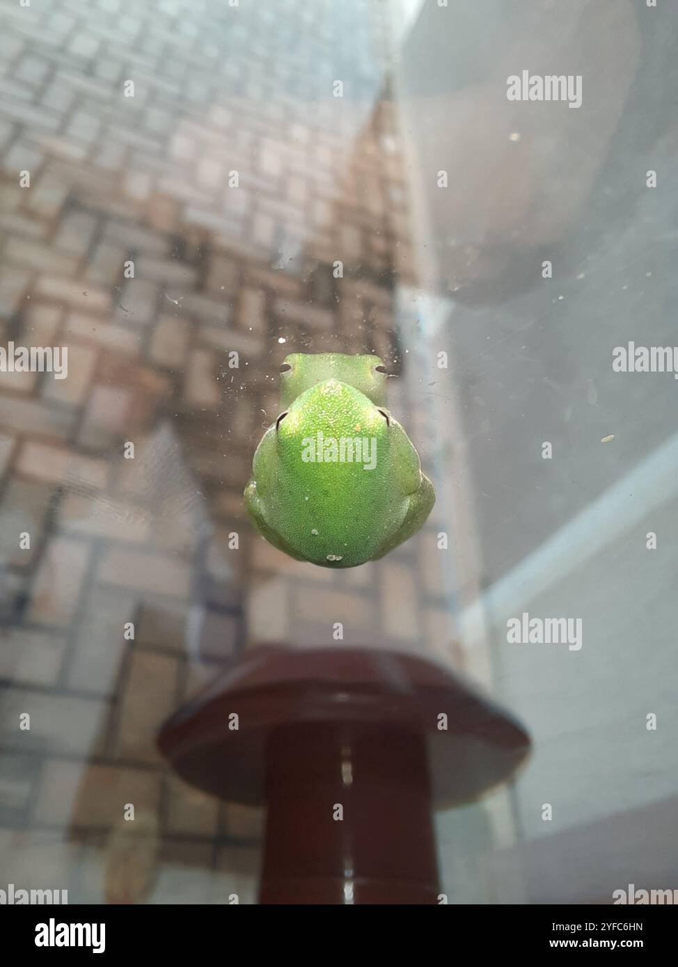 Rio Hatchet-faced Tree Frog (Sphaenorhynchus planicola Stock Photo - Alamy