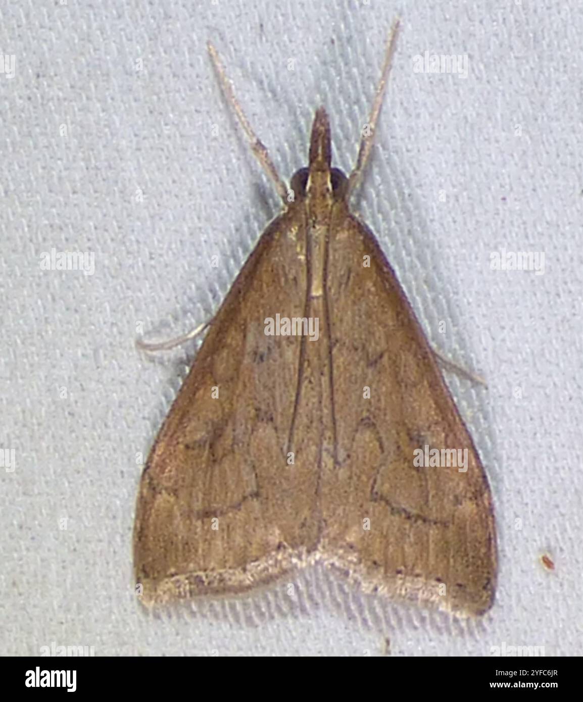 Leaftier moth hi-res stock photography and images - Alamy