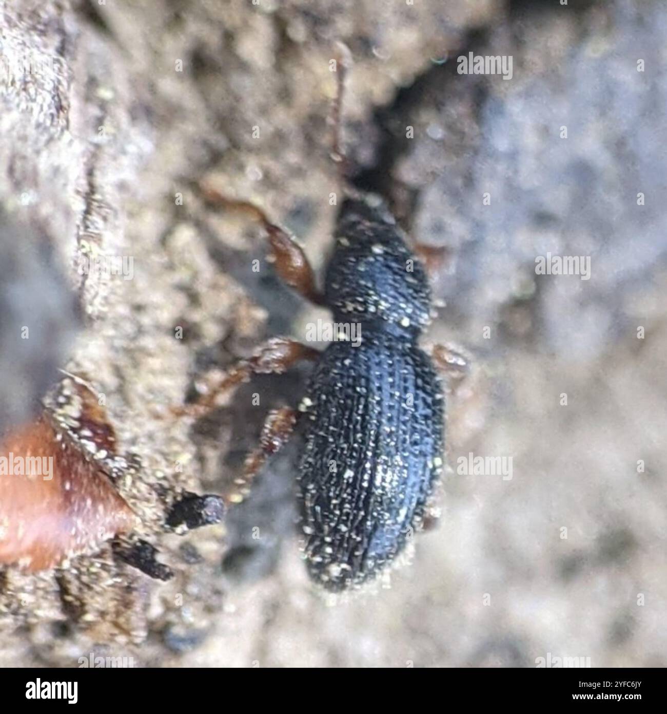 Hairy Spider Weevil (Barypeithes pellucidus Stock Photo - Alamy