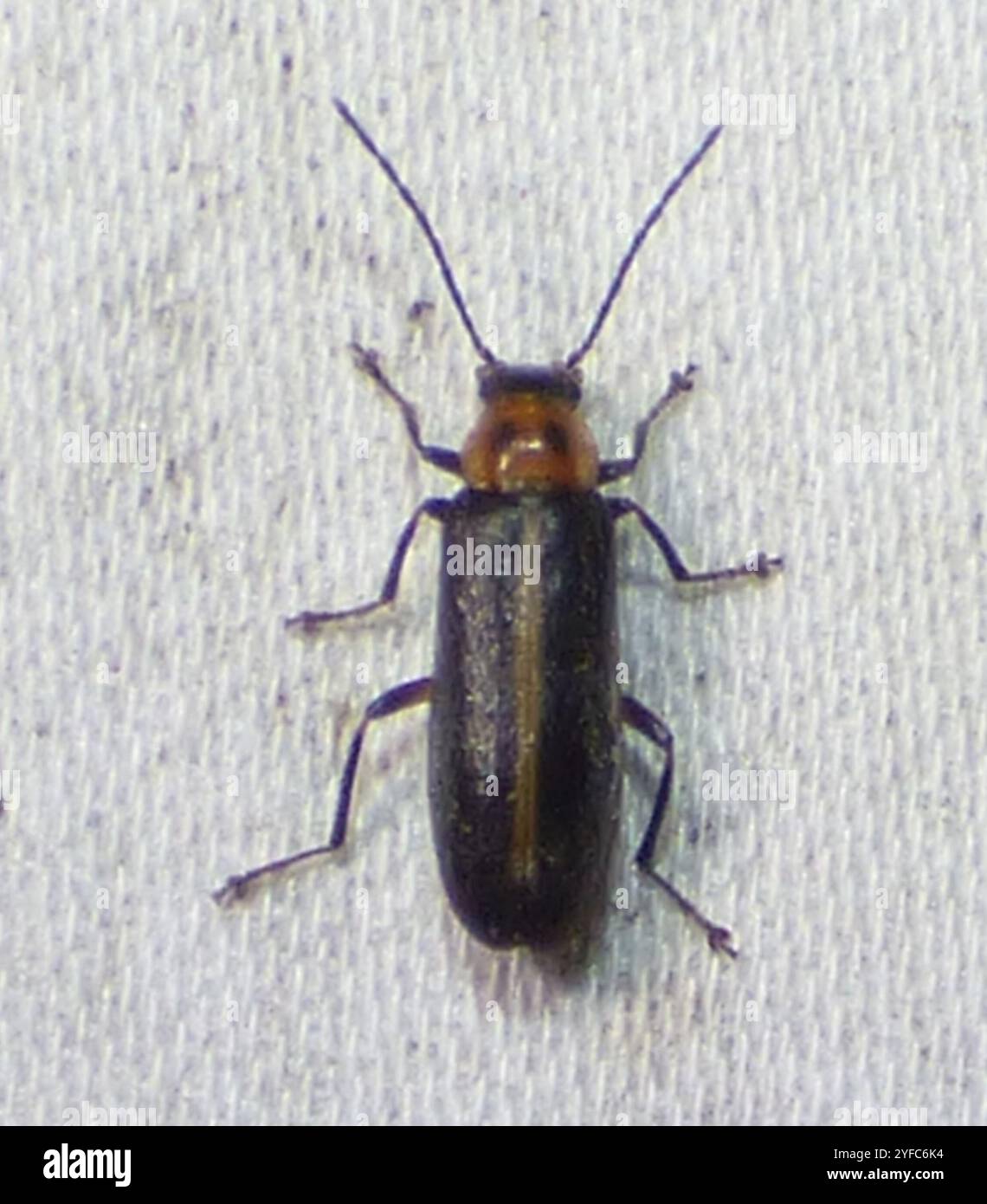 Water, Rove, Scarab, Long-horned, Leaf, and Snout Beetles (Polyphaga ...