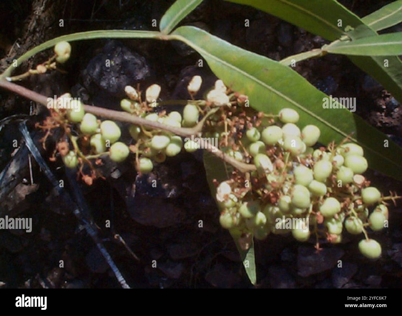 Searsia lancea hi-res stock photography and images - Alamy