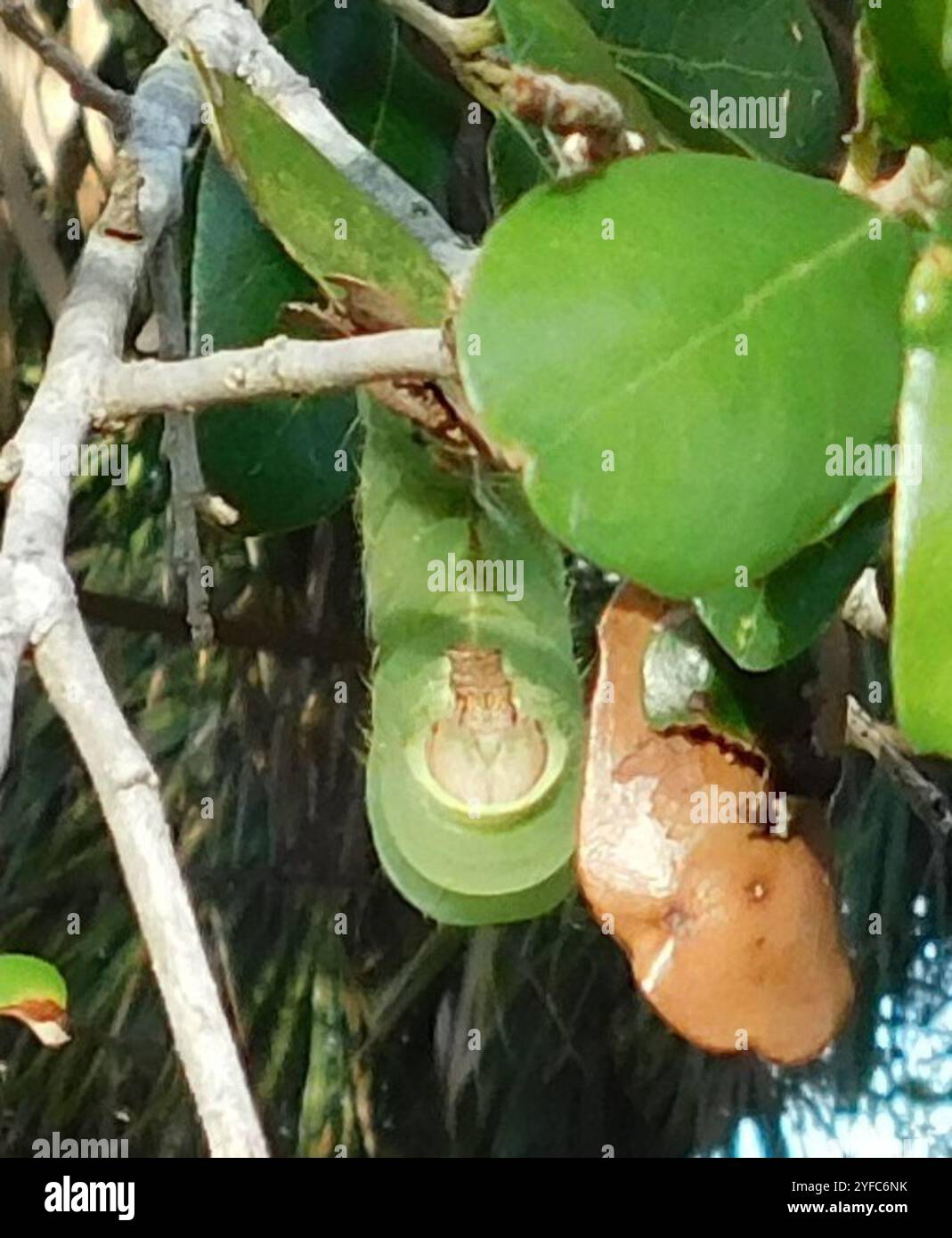 Polyphemus Moth (Antheraea polyphemus Stock Photo - Alamy