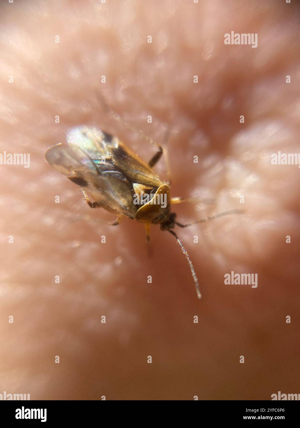 handsome plant bug (Harpocera thoracica Stock Photo - Alamy