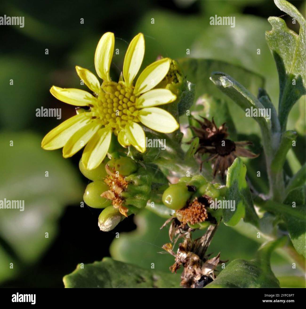 Bietou (Osteospermum moniliferum Stock Photo - Alamy