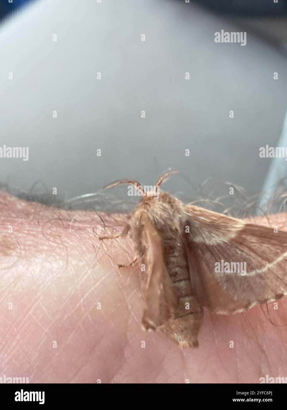 Eastern Tent Caterpillar Moth (Malacosoma americana Stock Photo - Alamy