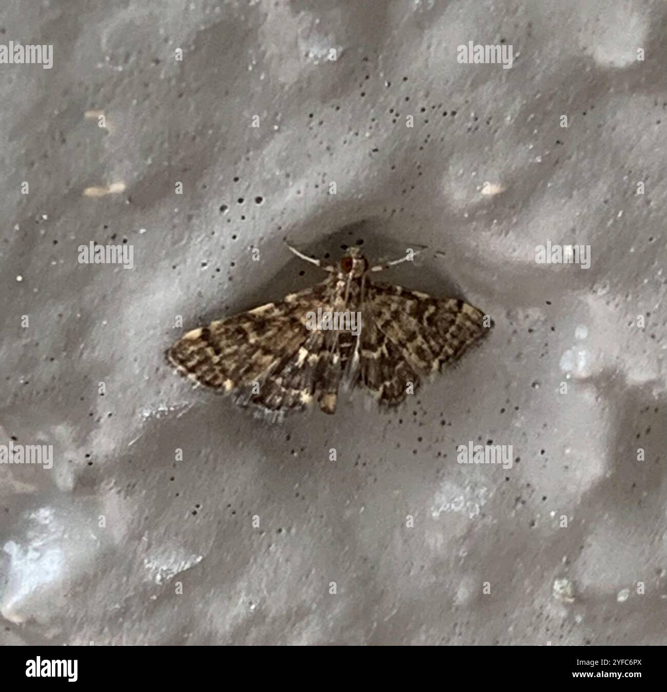 Yellow-spotted Webworm Moth (Anageshna primordialis Stock Photo - Alamy