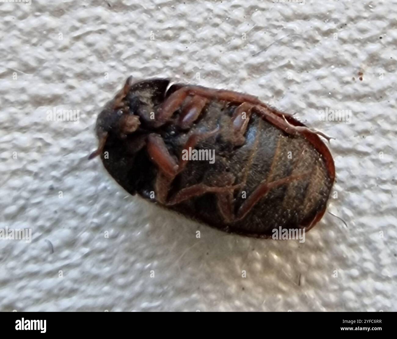 Black Carpet Beetles (Attagenus Stock Photo - Alamy