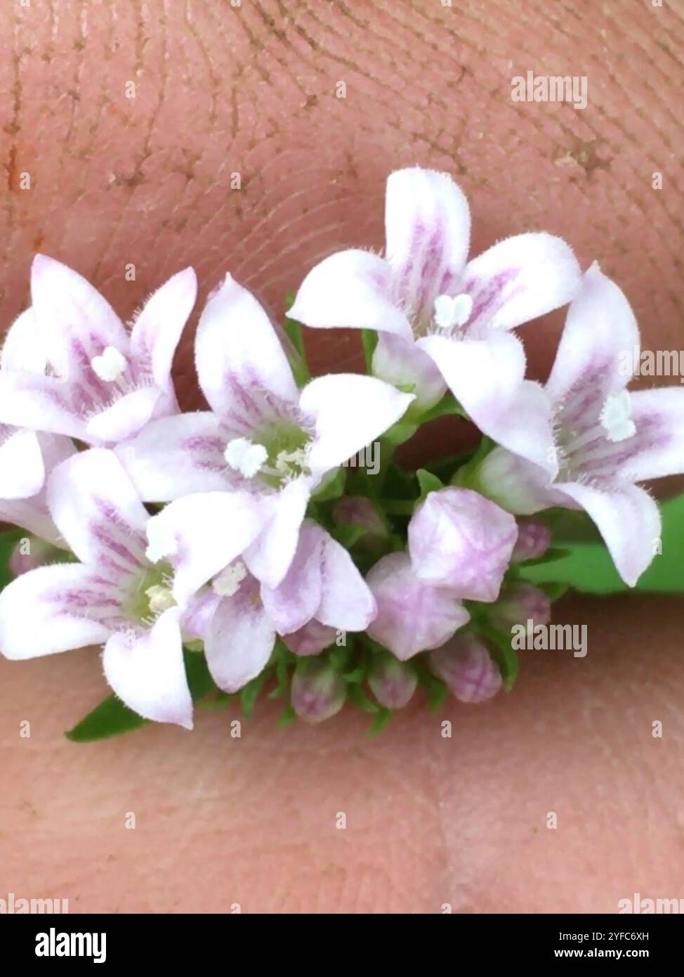 summer bluet (Houstonia purpurea Stock Photo - Alamy