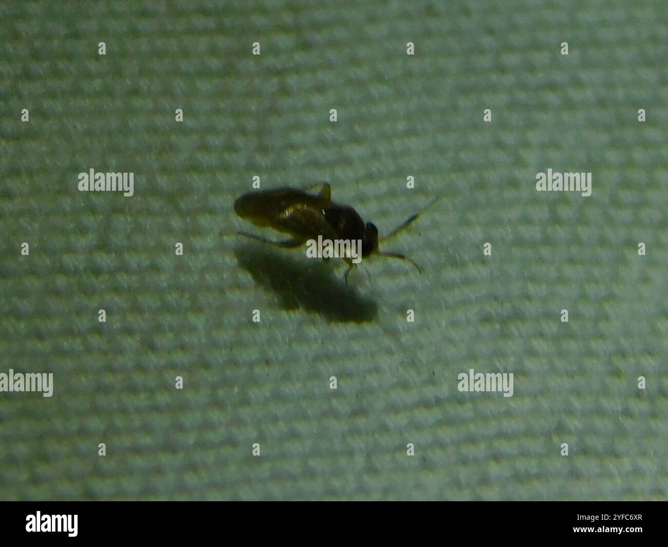 True Bugs (Heteroptera Stock Photo - Alamy