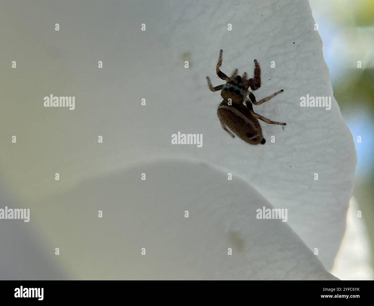 Buttonhook Leafbeetle Jumping Spider (Sassacus vitis Stock Photo - Alamy