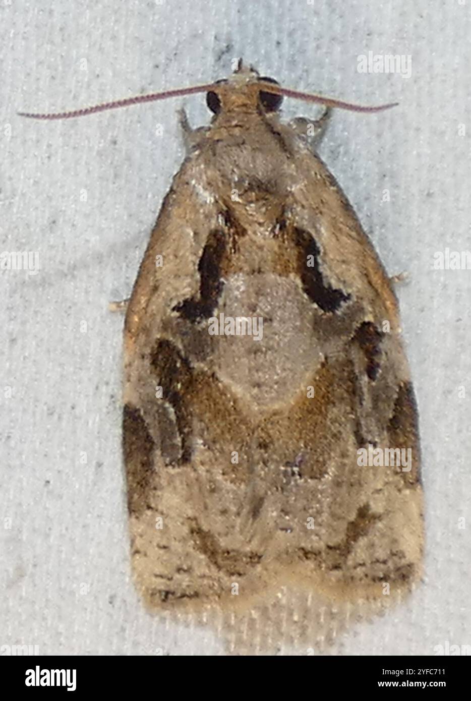 Gray Archips Moth (Archips grisea Stock Photo - Alamy