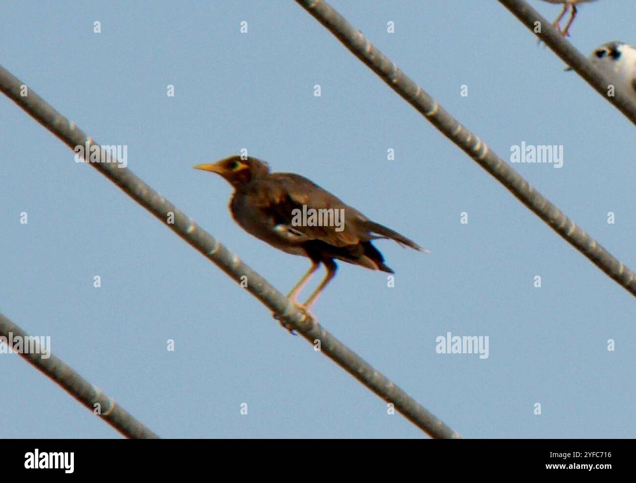 Common Myna (Acridotheres tristis Stock Photo - Alamy