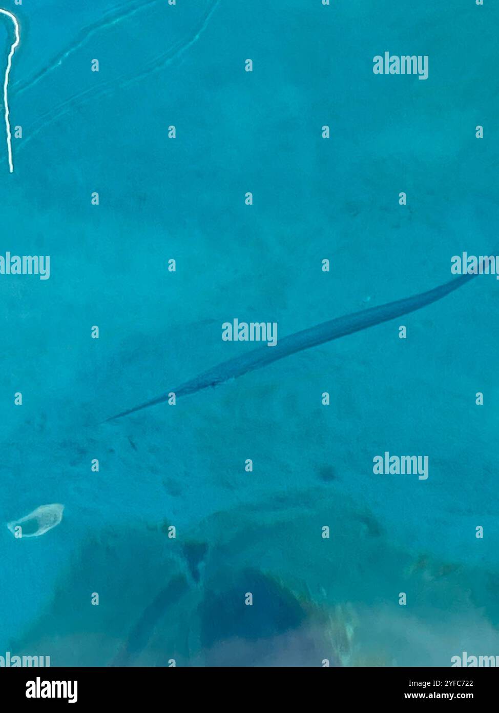 Atlantic needlefish hi-res stock photography and images - Alamy