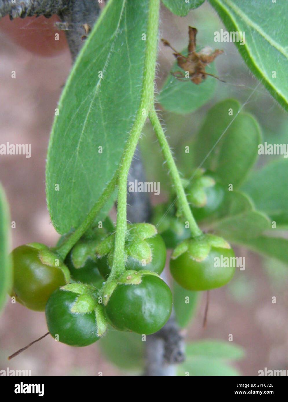 Puzzle Bush (Ehretia rigida Stock Photo - Alamy