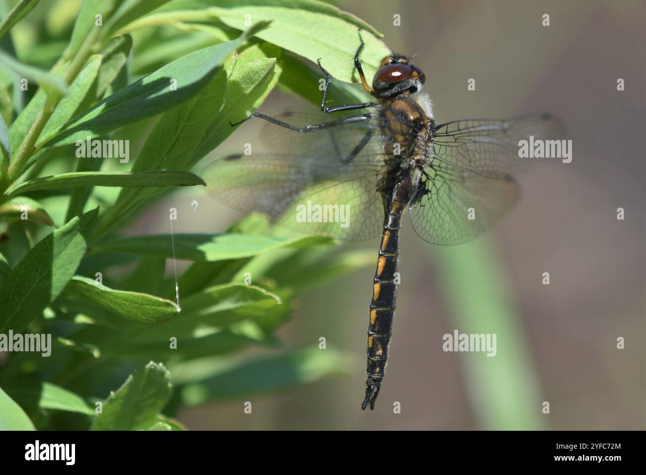 Spiny Baskettail (Epitheca spinigera Stock Photo - Alamy