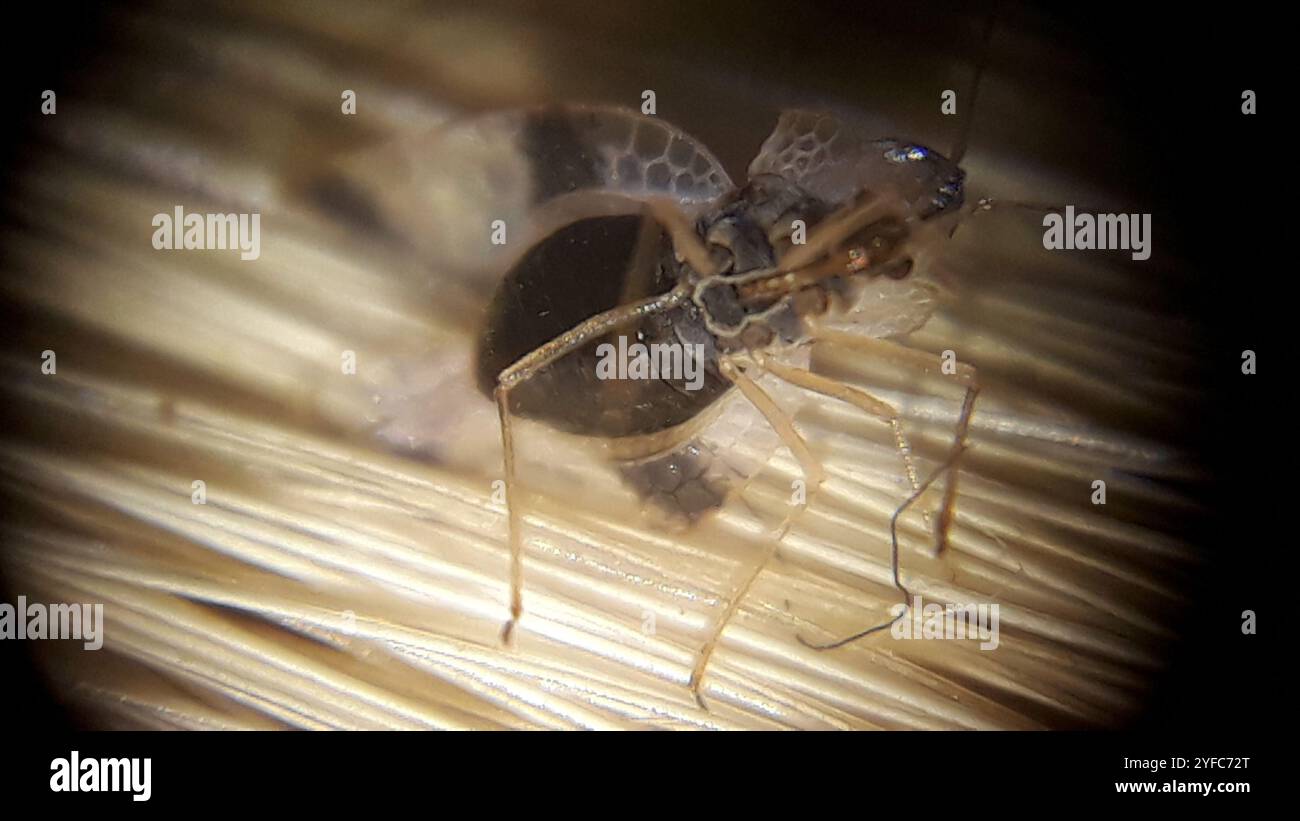 Azalea Lace Bug (Stephanitis pyrioides Stock Photo - Alamy