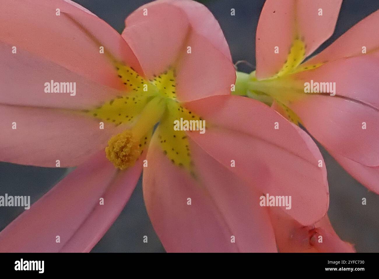 Moraea miniata hi-res stock photography and images - Alamy