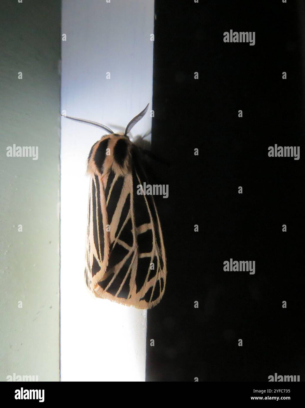 Virgin Tiger Moth (Apantesis virgo Stock Photo - Alamy