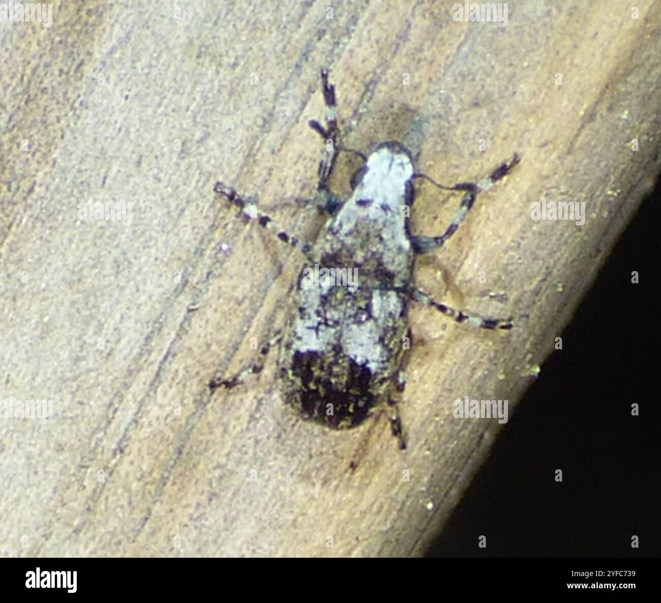 Marbled Fungus Weevil (Euparius marmoreus Stock Photo - Alamy