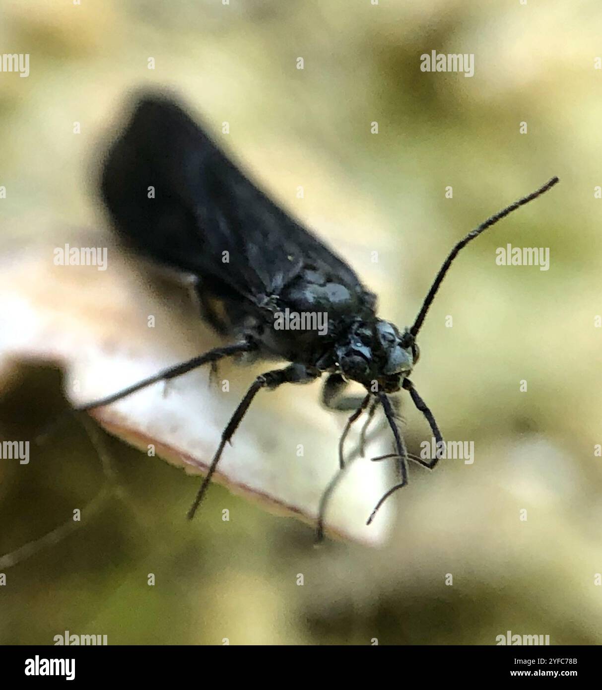 Little Black Caddisflies (Chimarra Stock Photo - Alamy