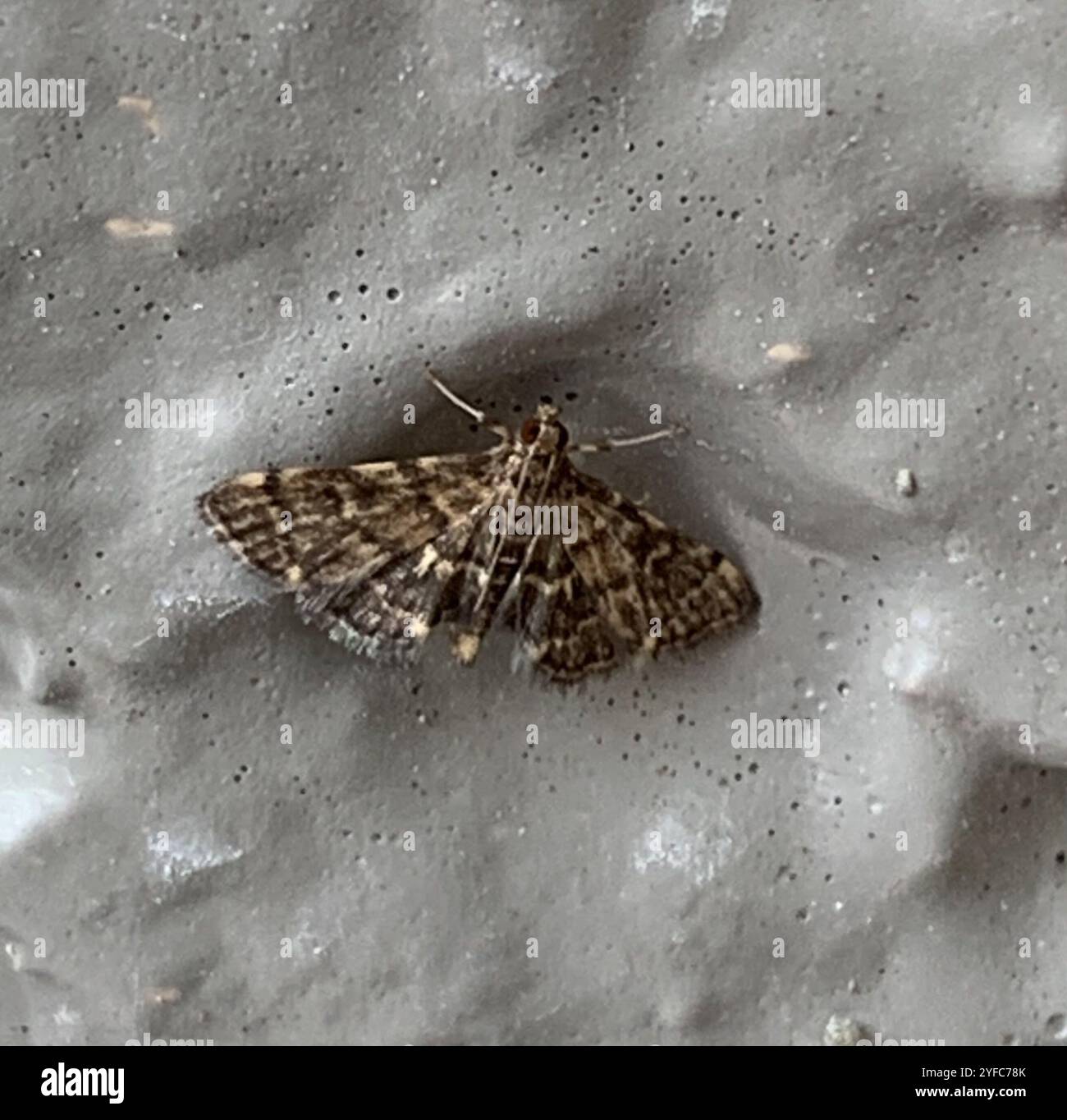Yellow-spotted Webworm Moth (Anageshna primordialis Stock Photo - Alamy
