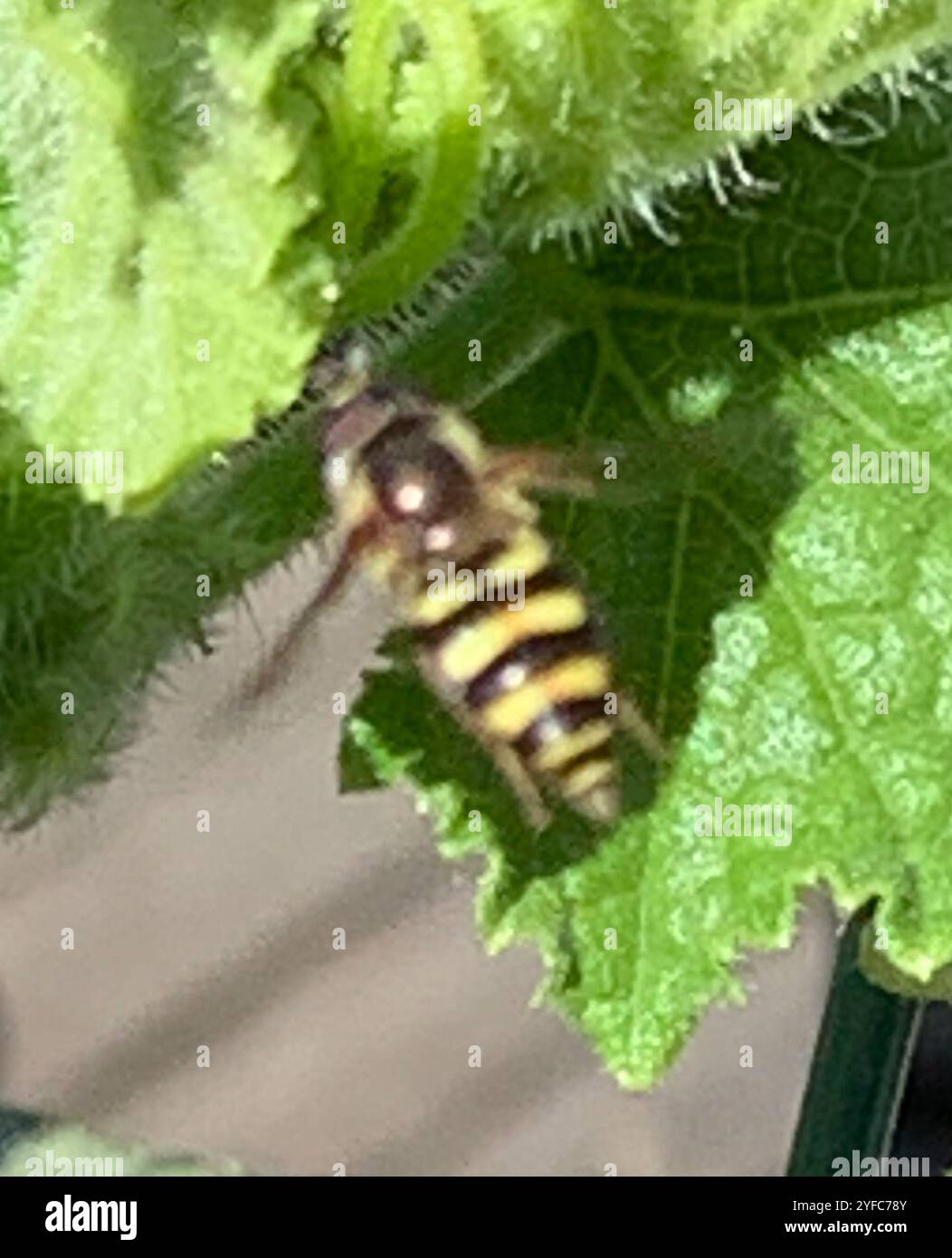 Long-tailed Aphideater Complex (Eupeodes americanus Stock Photo - Alamy