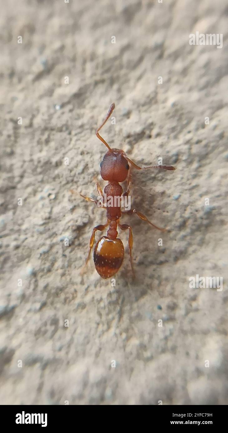 Acorn and ants hi-res stock photography and images - Alamy