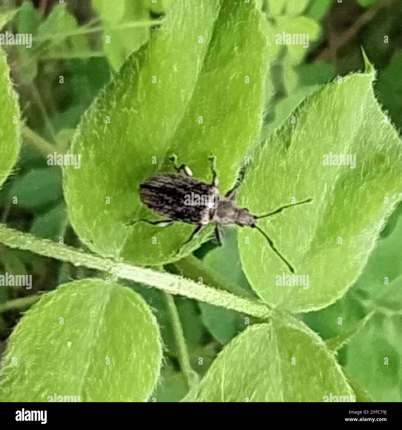 Common Leaf Weevil (Phyllobius pyri Stock Photo - Alamy