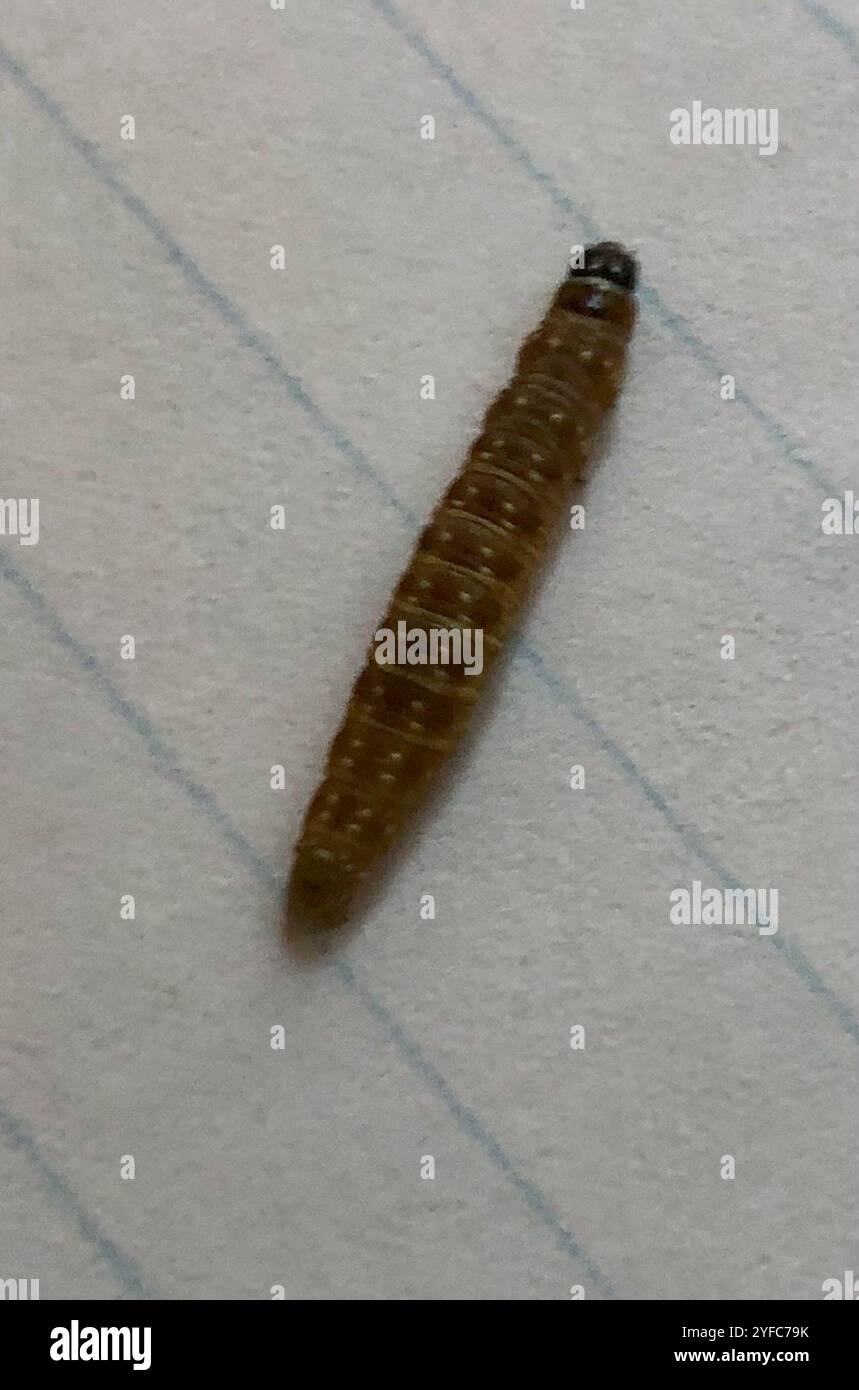 Spruce Budworm Moth (Choristoneura fumiferana Stock Photo - Alamy