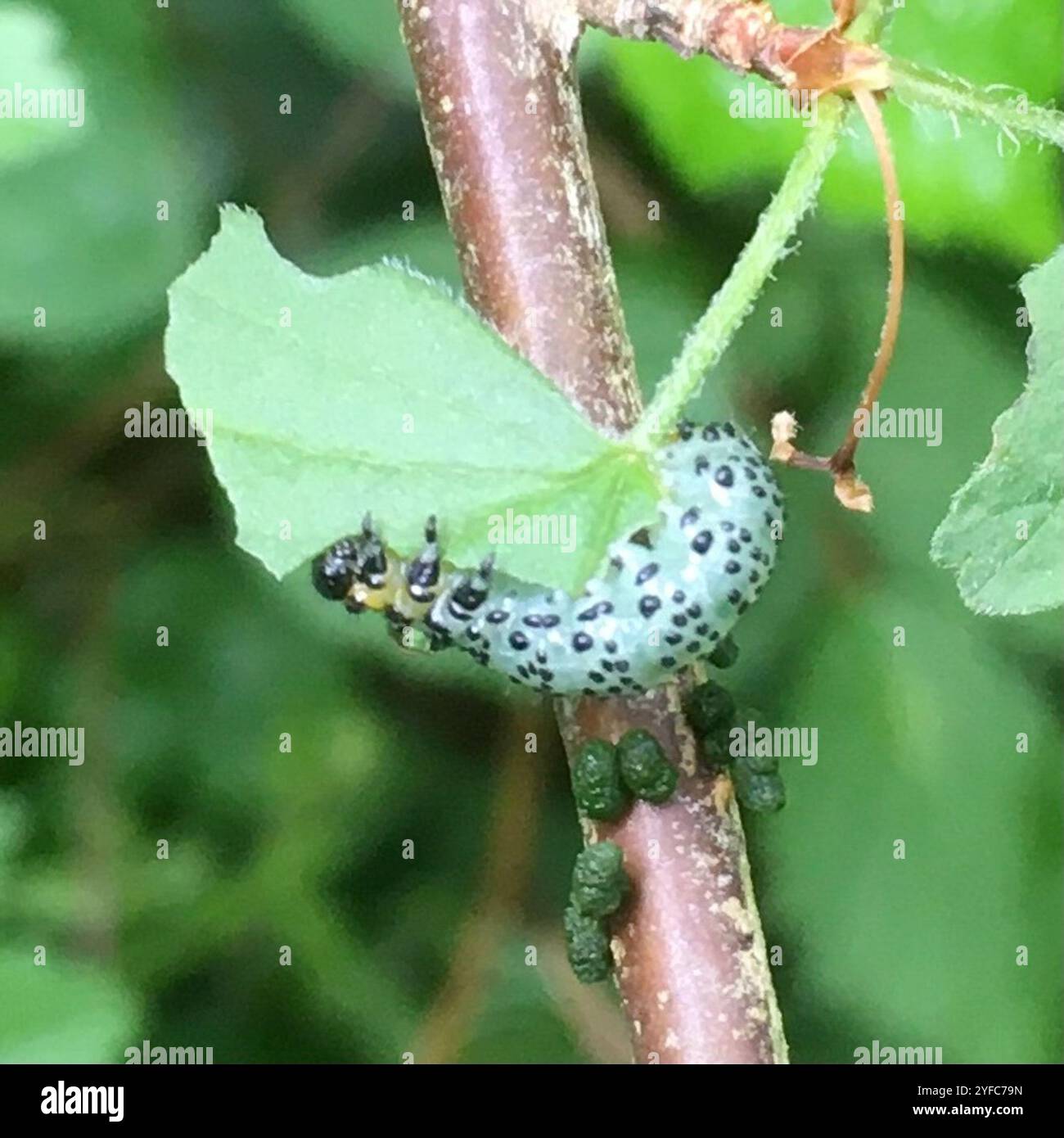 Imported Currantworm (Euura ribesii Stock Photo - Alamy
