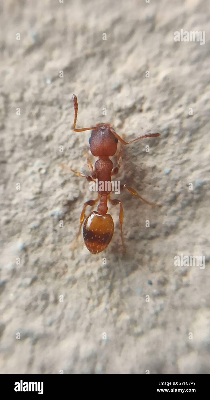 Acorn Ants and Allies (Temnothorax Stock Photo - Alamy