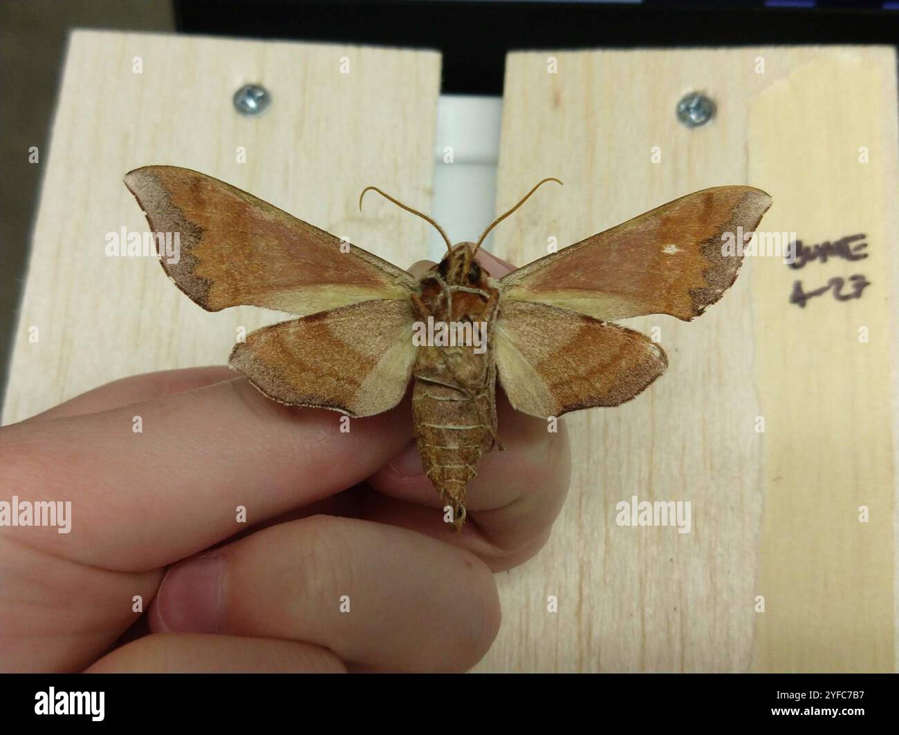Azalea sphinx hi-res stock photography and images - Alamy