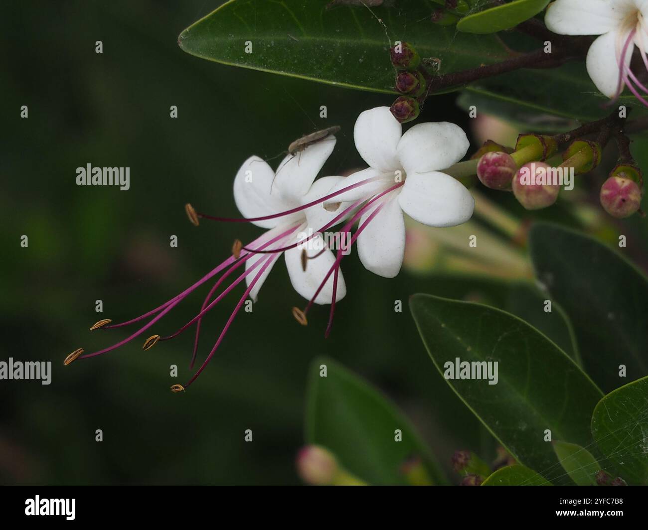 scrambling clerodendrum (Volkameria inermis Stock Photo - Alamy