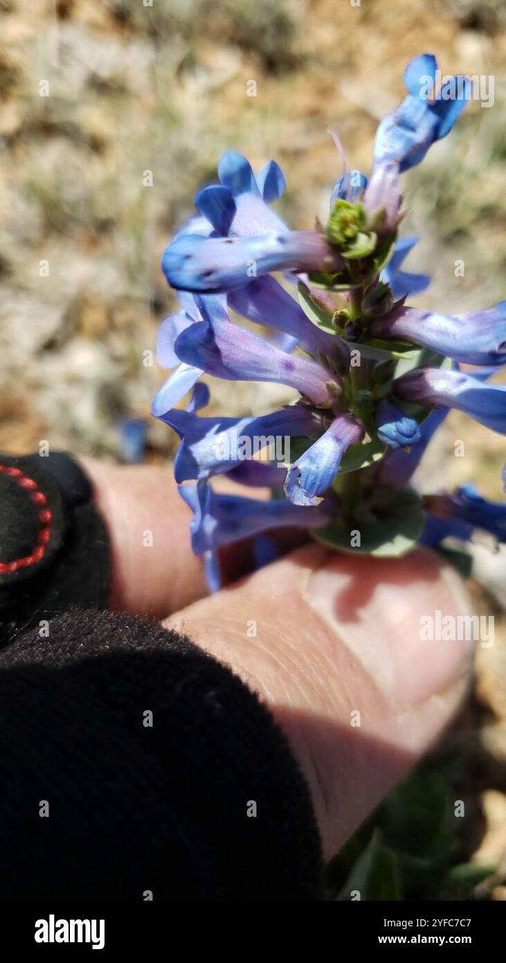 Wax-leaf Beardtongue (Penstemon nitidus Stock Photo - Alamy