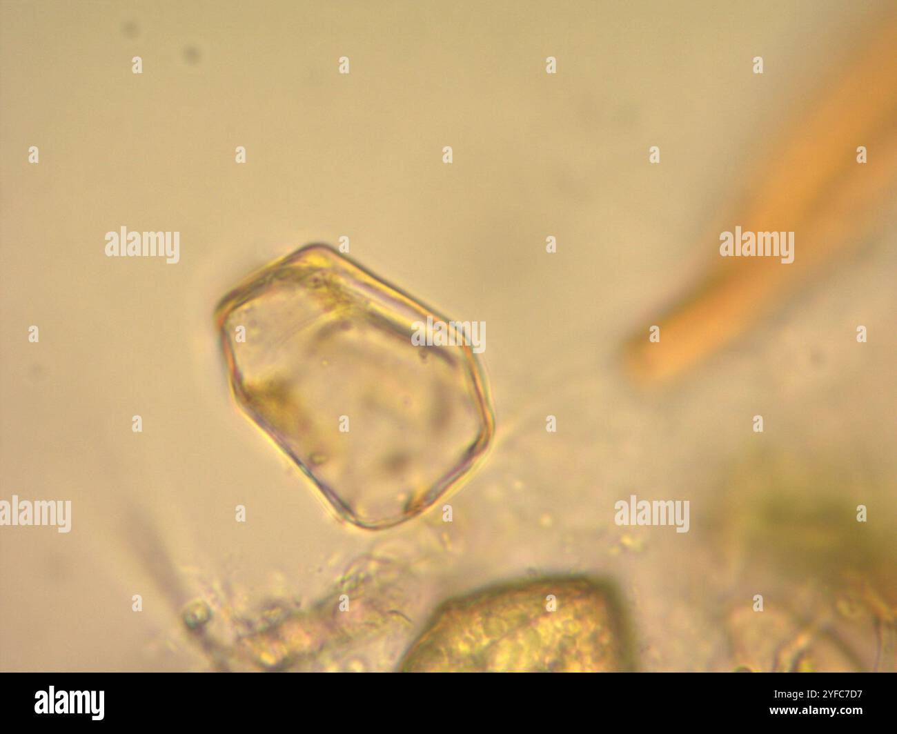 Notothylas orbicularis hi-res stock photography and images - Alamy