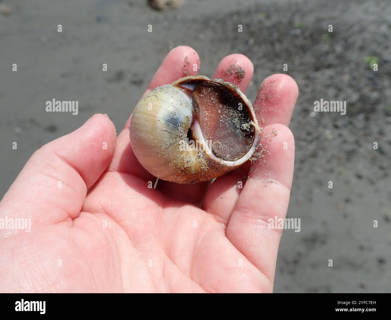 Northern Moonsnail (Euspira heros Stock Photo - Alamy