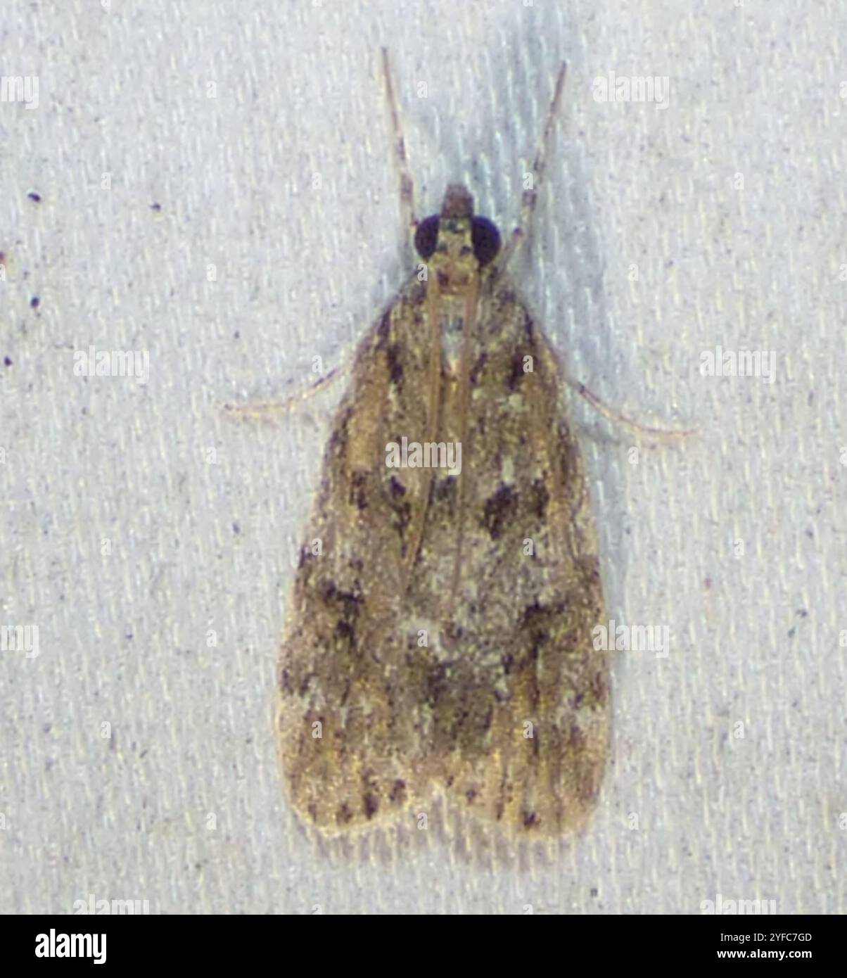 Many-spotted Scoparia Moth (Scoparia basalis Stock Photo - Alamy