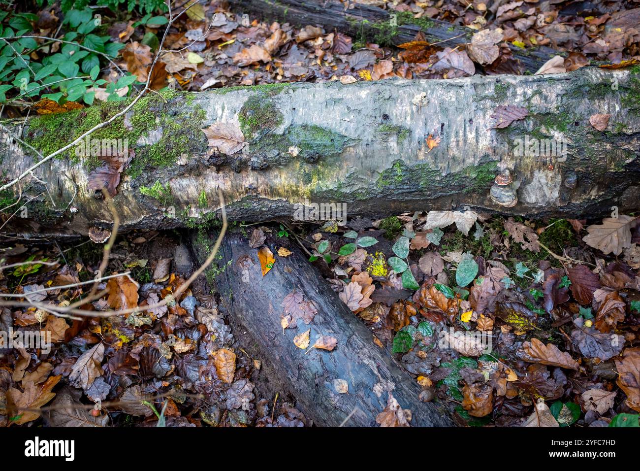 Fallen logs and leaf litter Stock Photo - Alamy