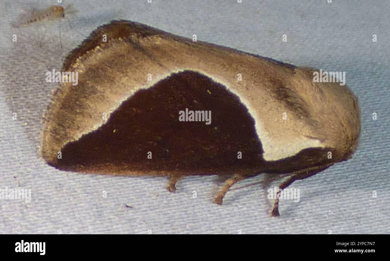 Skiff Moth (Prolimacodes badia Stock Photo - Alamy