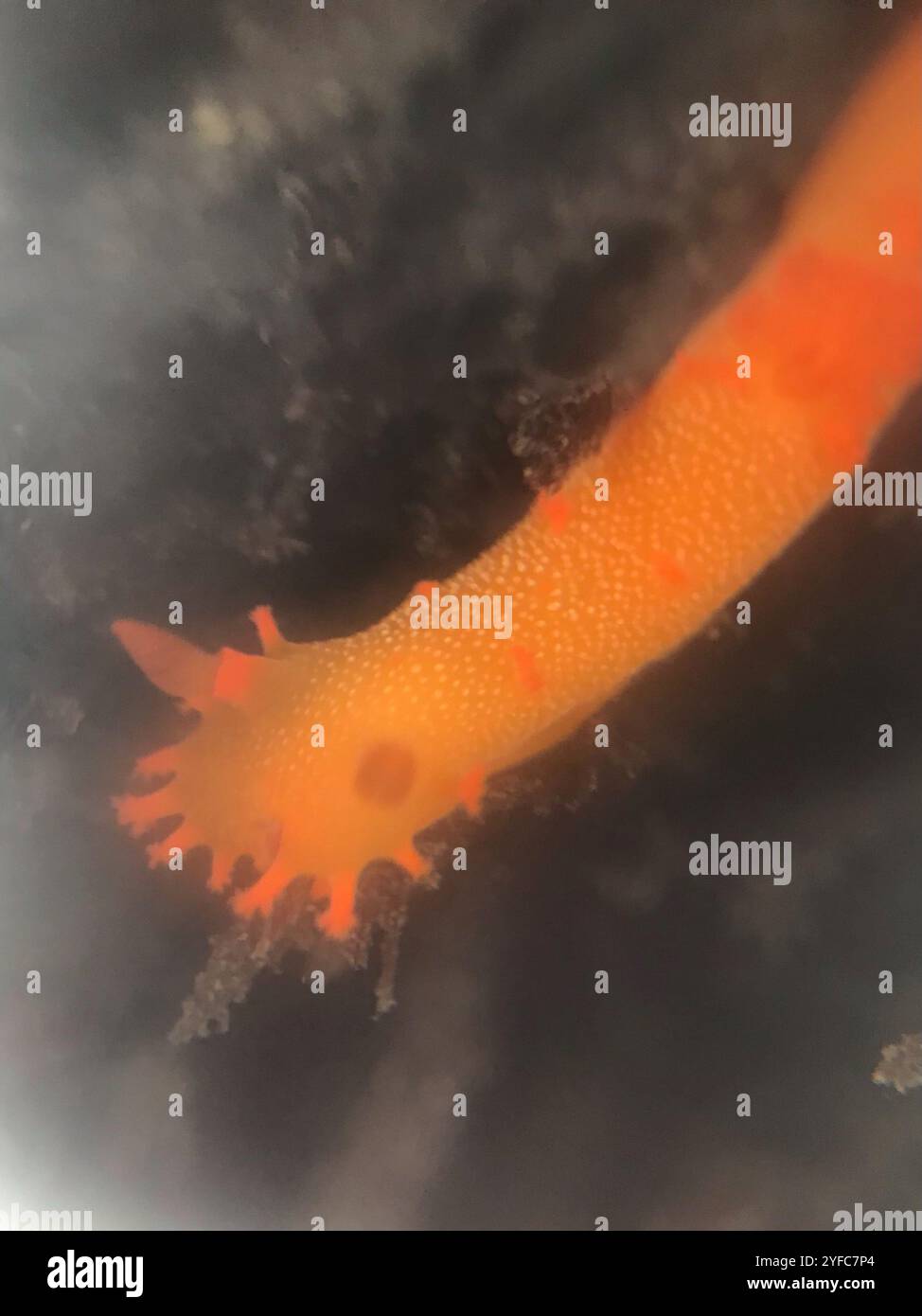 Spotted Dorid (Triopha maculata Stock Photo - Alamy