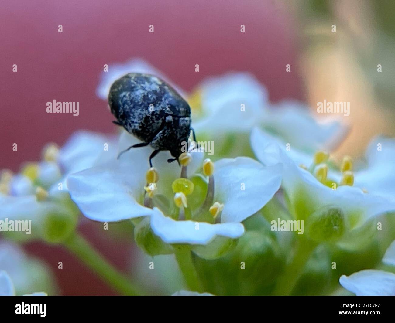 Skin Beetles (Dermestidae Stock Photo - Alamy