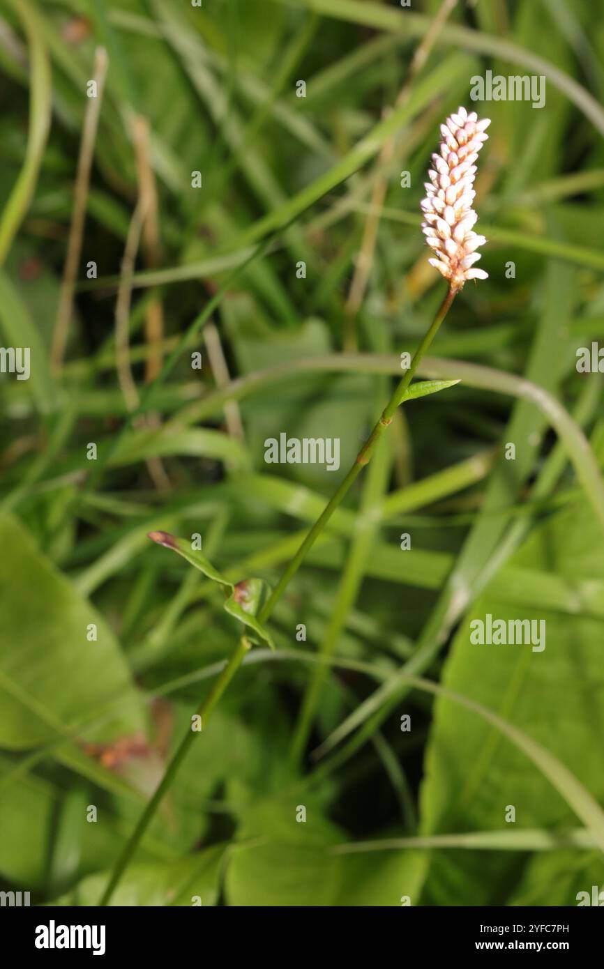common bistort (Bistorta officinalis Stock Photo - Alamy