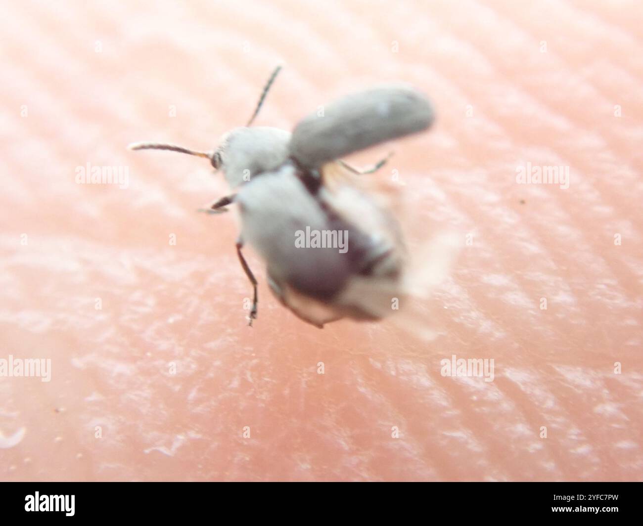 Broom Seed Beetle (Bruchidius villosus Stock Photo - Alamy