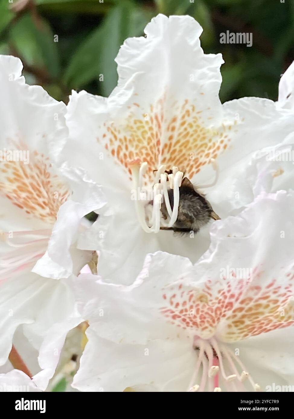 Tree Bumble Bee (Bombus hypnorum Stock Photo - Alamy