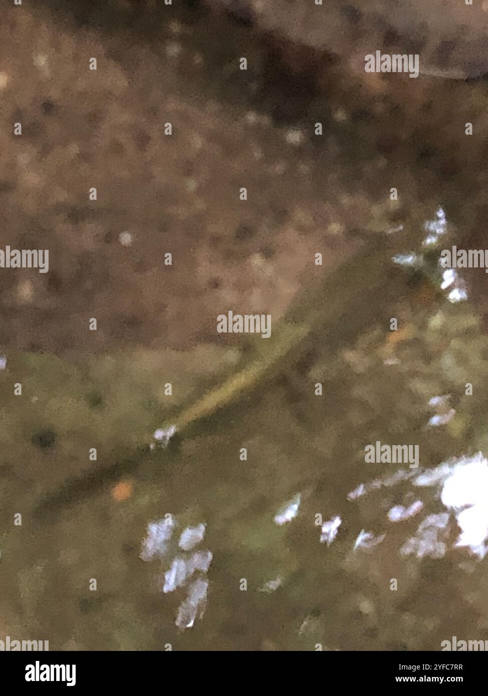 Lungless Salamanders (Plethodontidae Stock Photo - Alamy