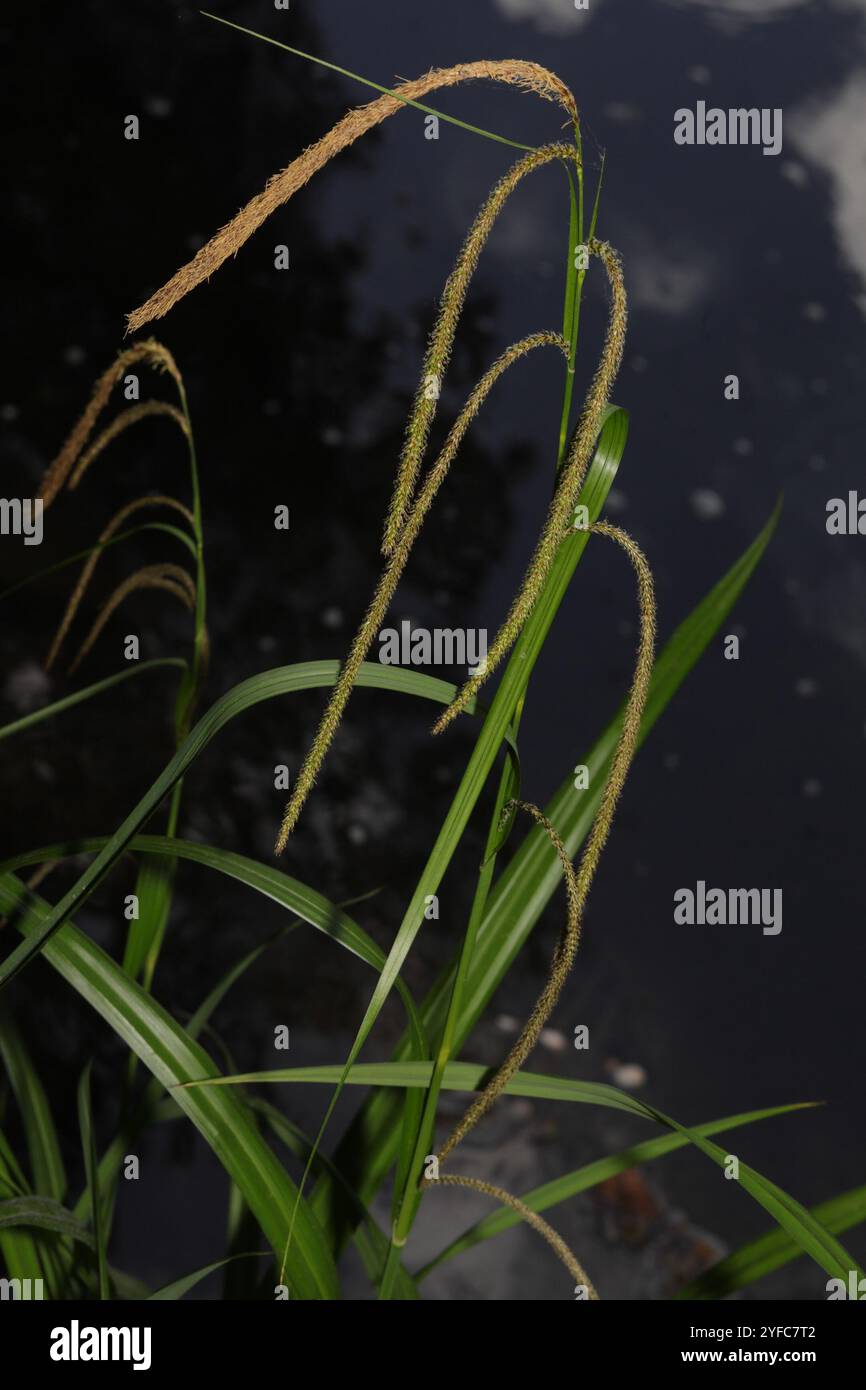 Hanging sedge (Carex pendula Stock Photo - Alamy